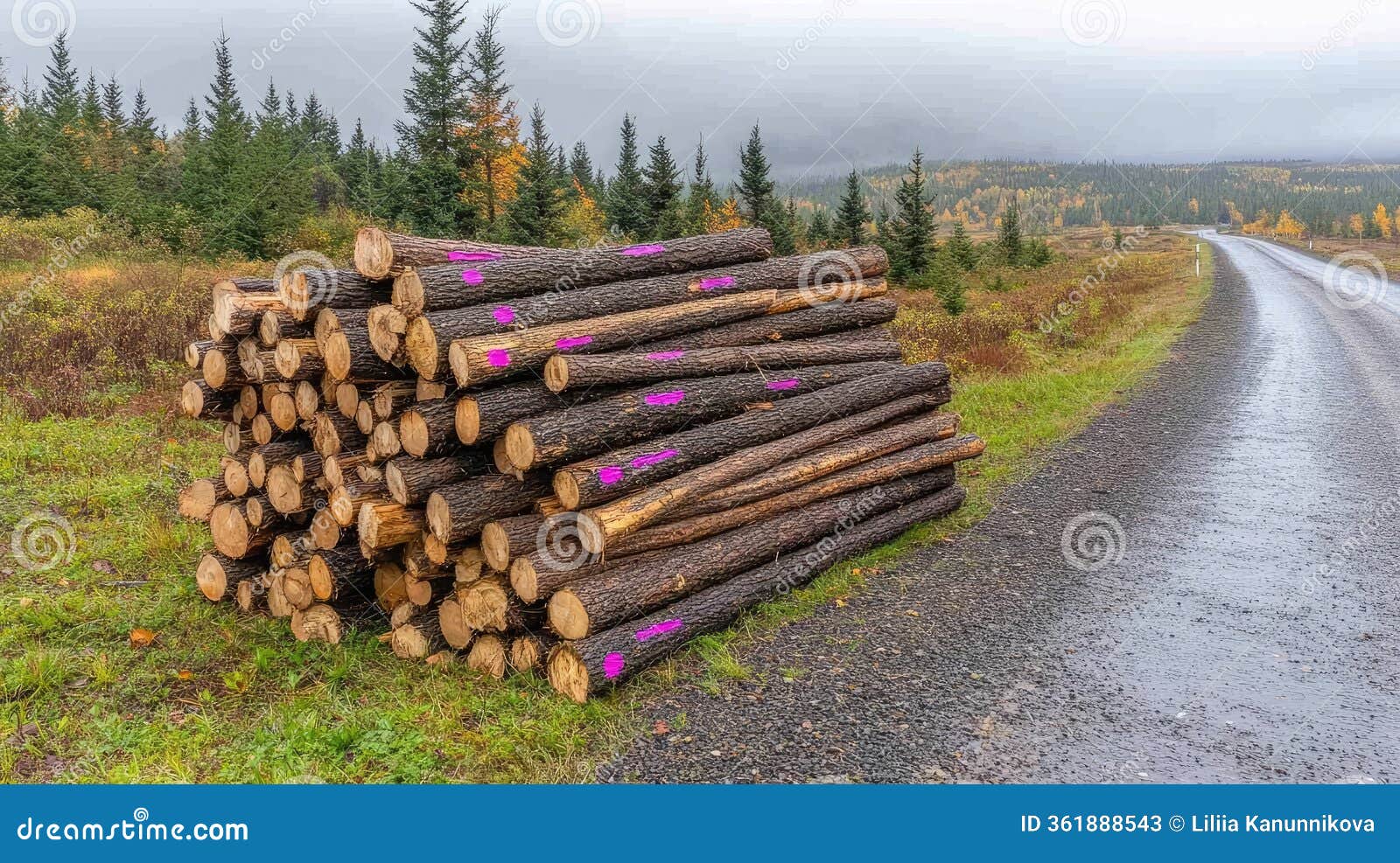 High Stacks of Tree Trunks Line a Small Path, Creating a Peaceful ...