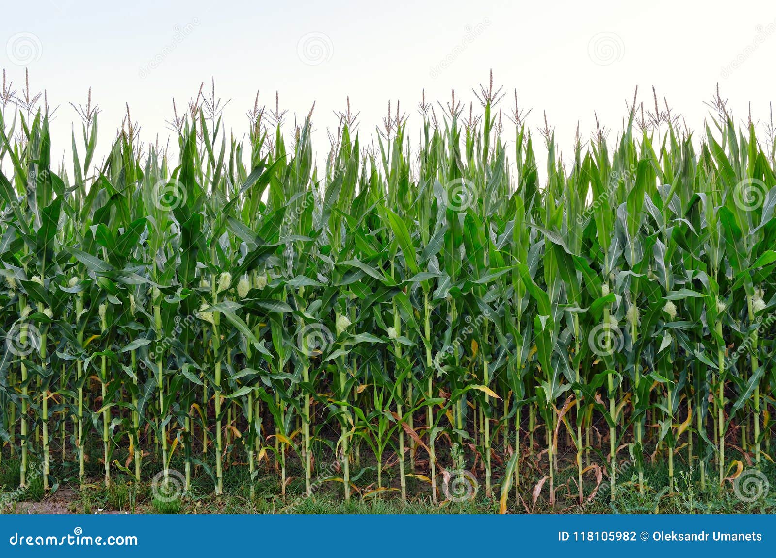 High Stems of Green Corn in the Field Stock Photo - Image of blue, farm ...