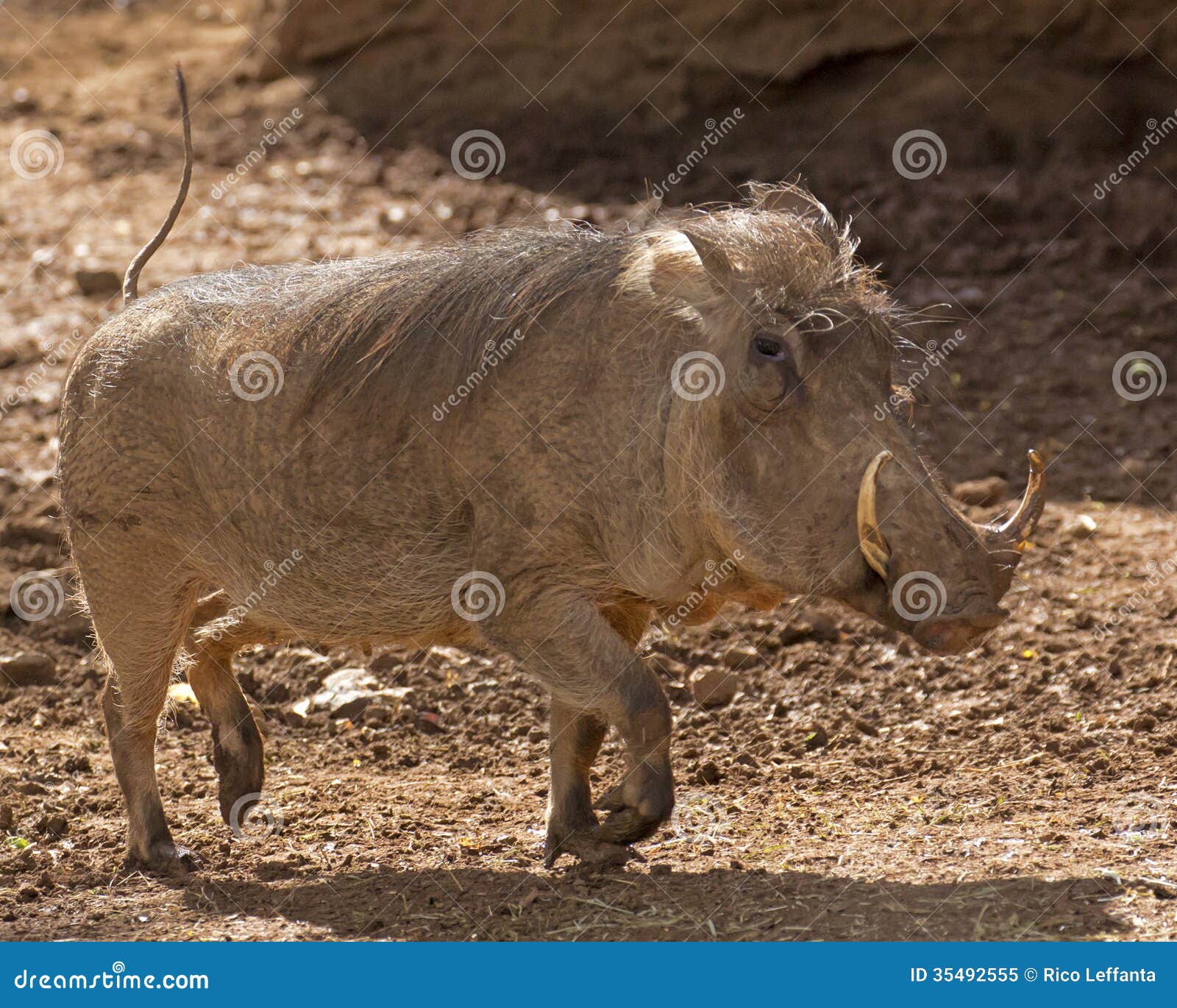 High-tailing it stock image. Image of upright, tail, phacochoerus ...