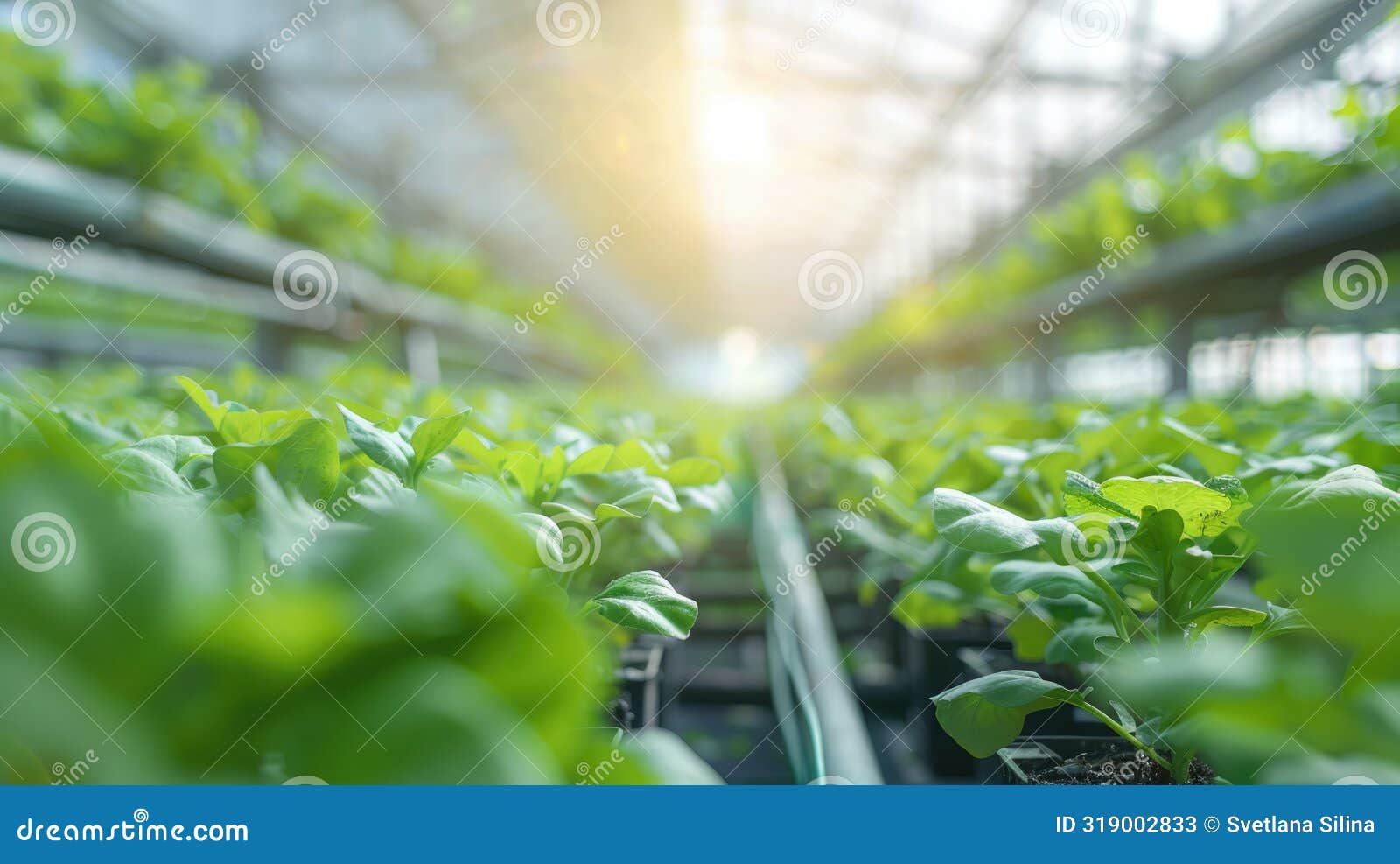 High-tech Greenhouse with Systems Optimizing Plant Growth, Symbolizing ...