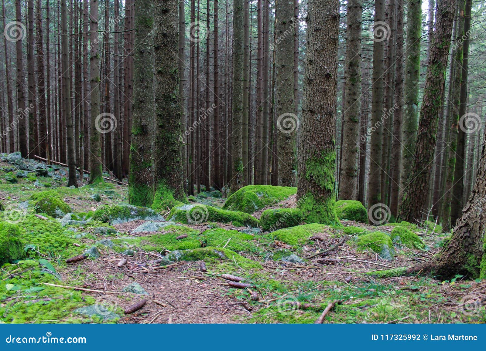 High Thick Trees in a Forest Stock Photo - Image of wooden, straight ...