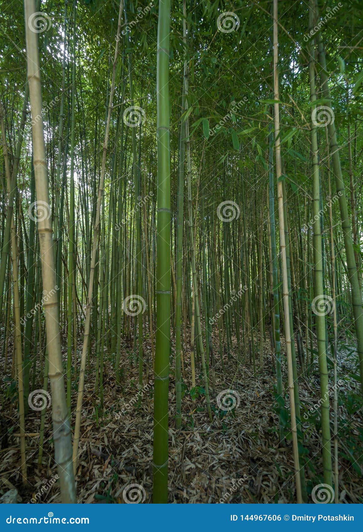 High Thickets of Bamboo in the Forest Stock Photo - Image of tropic ...
