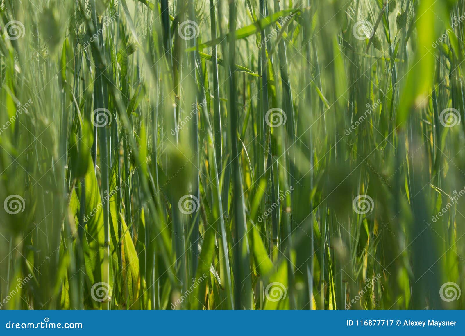 High Thickets of Grass in Spring Stock Image - Image of growths, nature ...