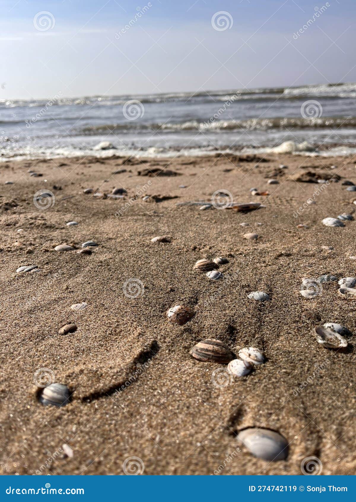 High tide is coming stock image. Image of high, branch - 274742119