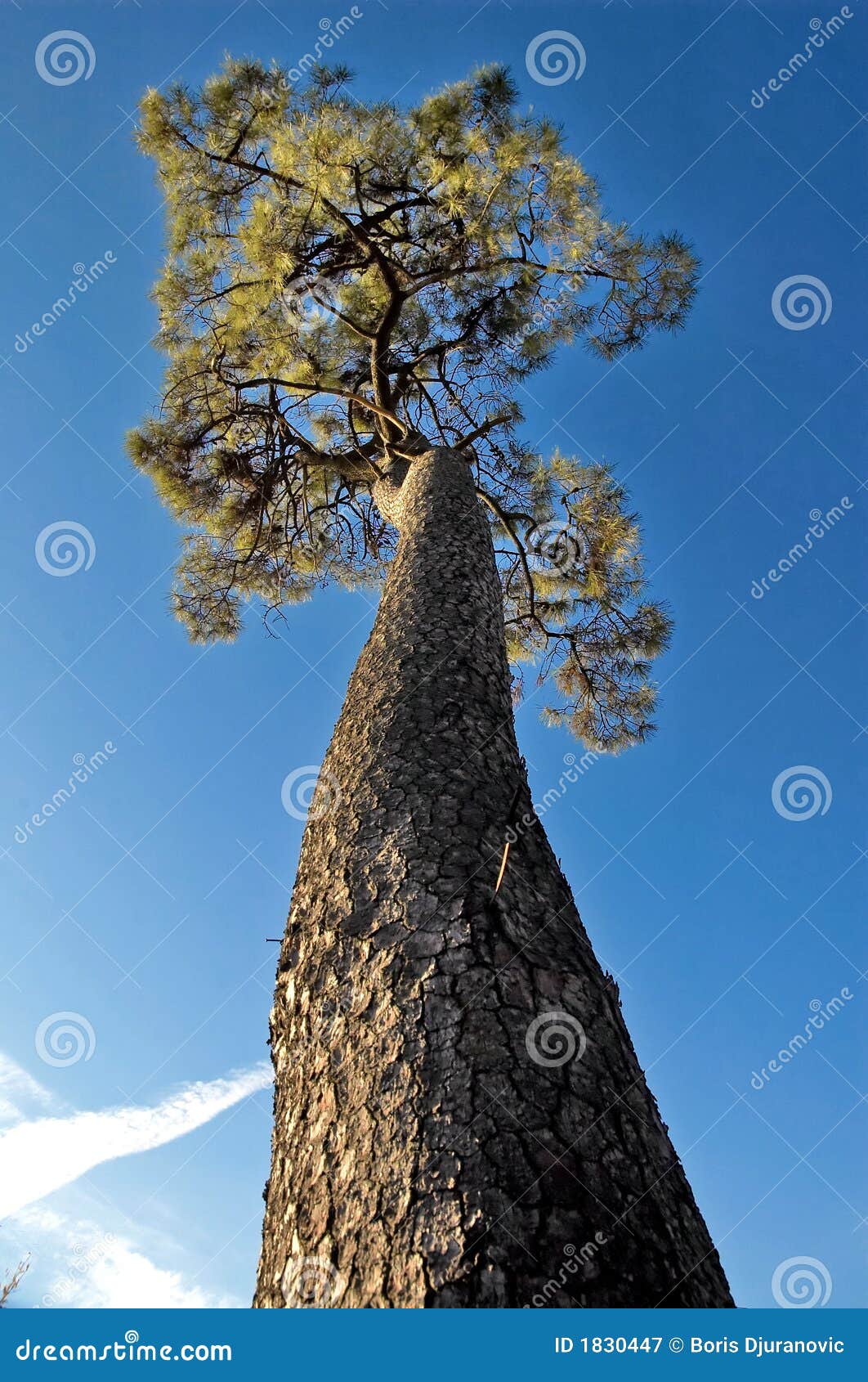 High tree stock image. Image of alott, cortex, sunny, view - 1830447