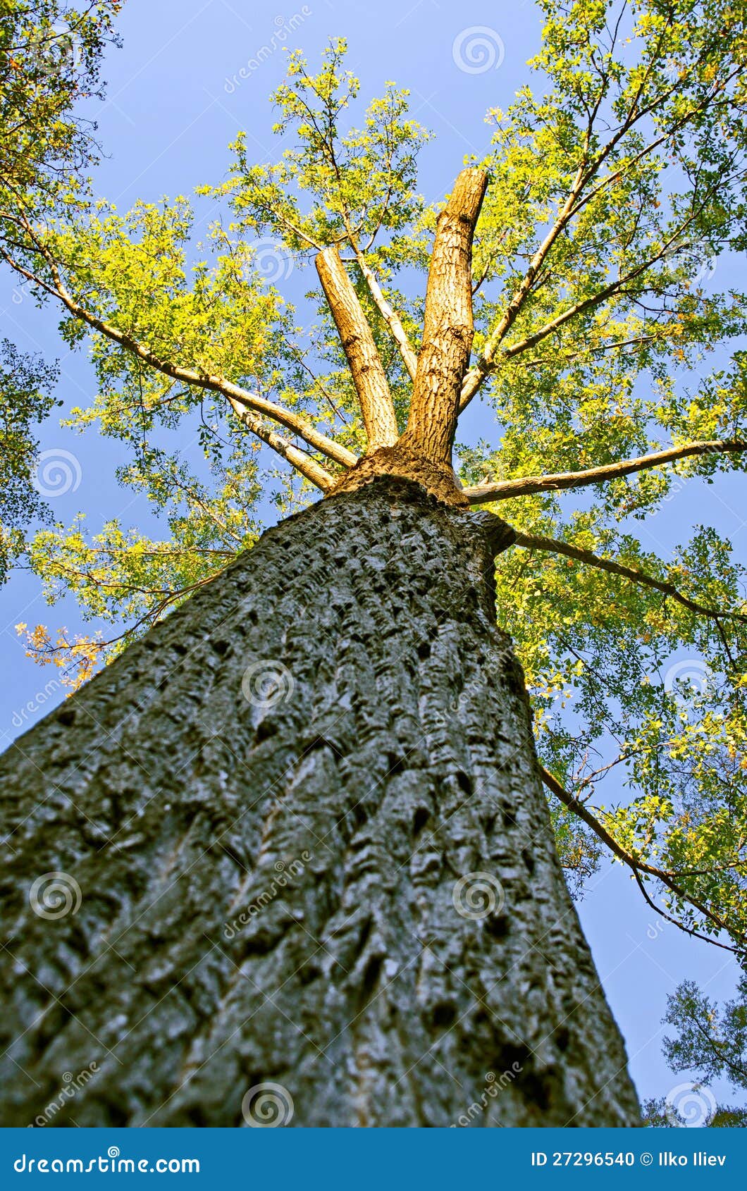 High tree stock photo. Image of nature, colorful, autumn - 27296540