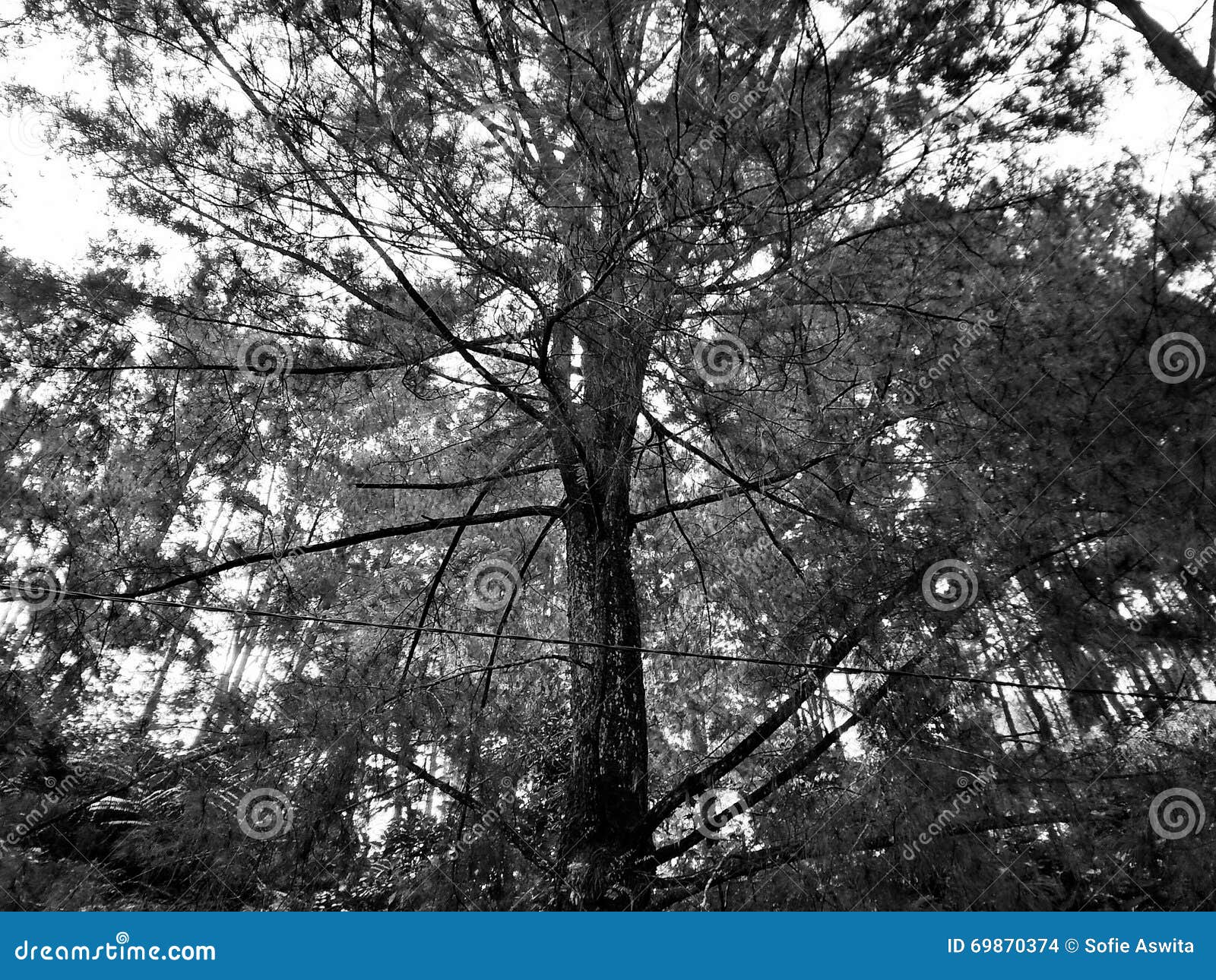 High Tree stock photo. Image of high, tree, black, beautiful - 69870374