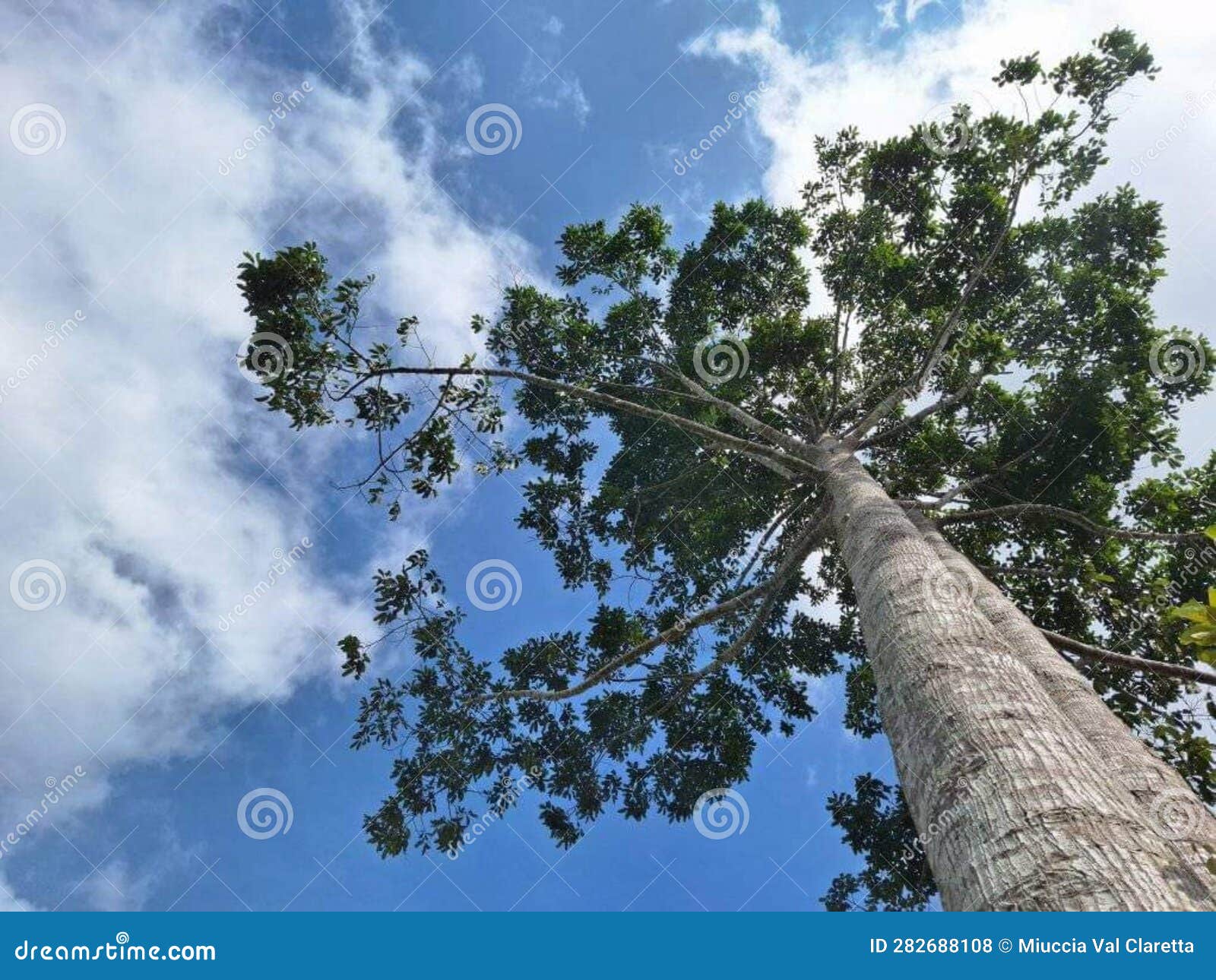 High Tree with the Beautiful Sky and Clouds Stock Photo - Image of tree ...