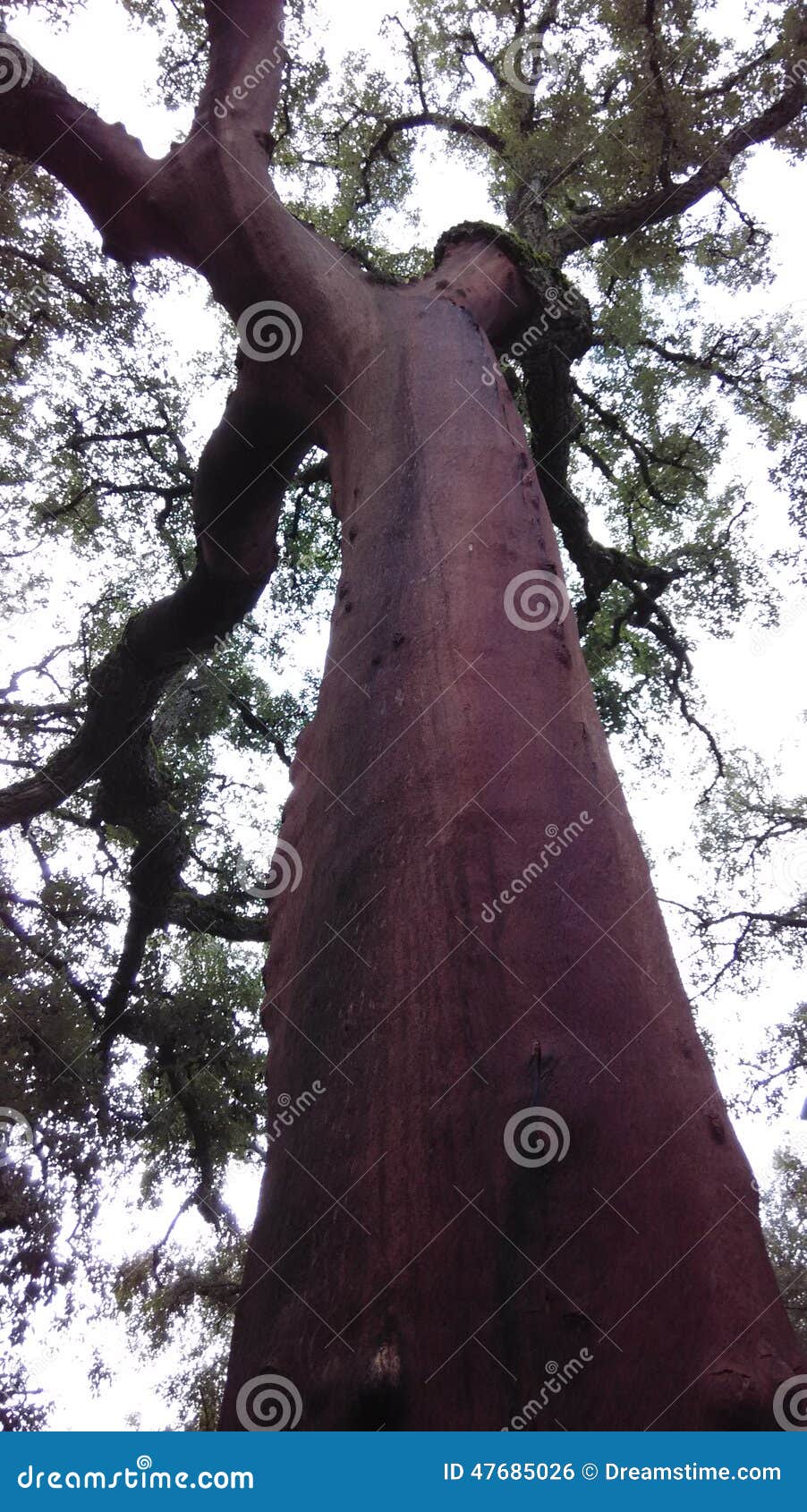 High tree stock photo. Image of tree, swag, high - 47685026