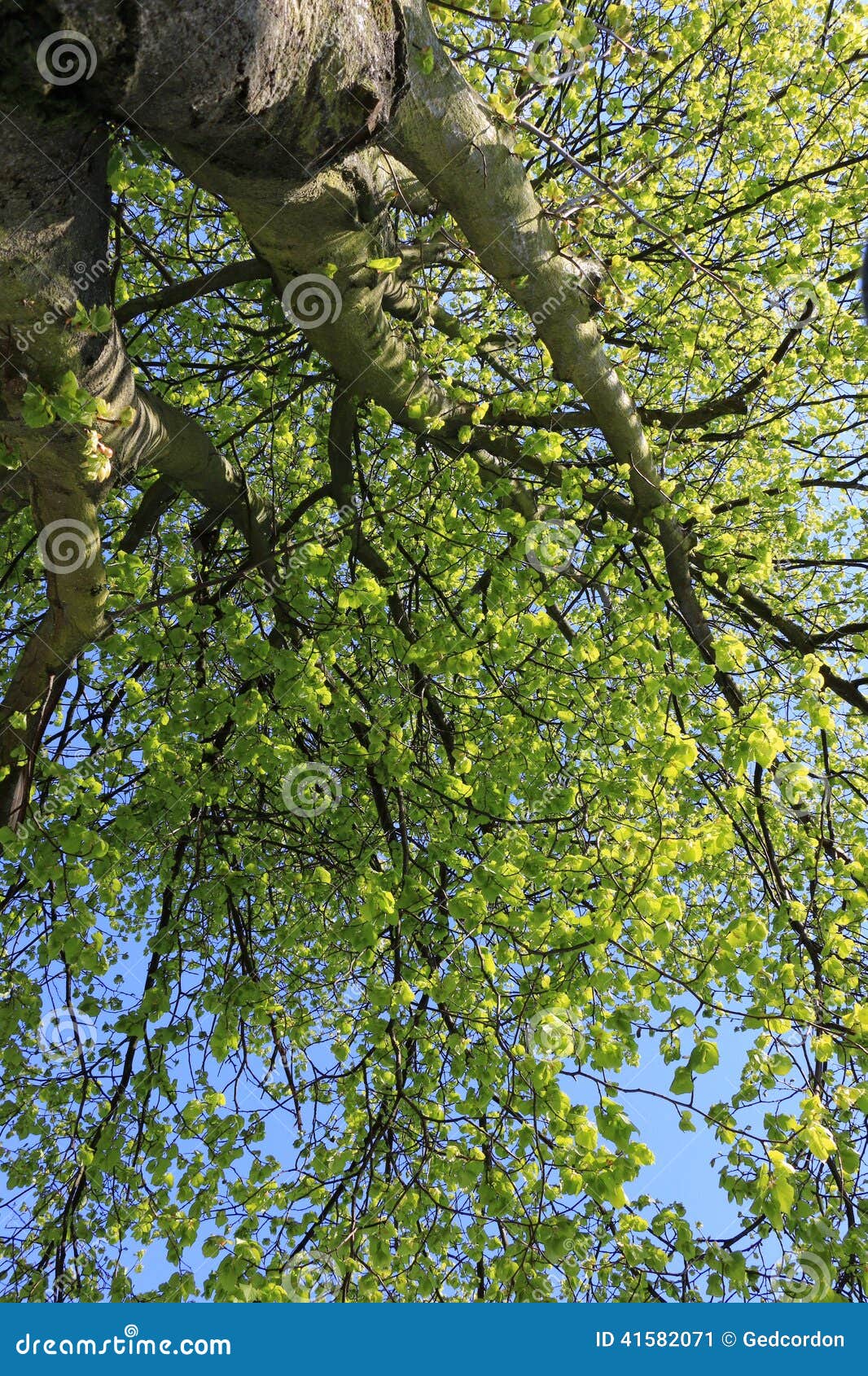 High into the Tree Branches Stock Image - Image of walking, location ...