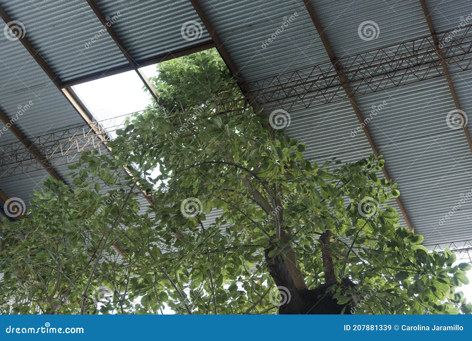 High Tree that Crosses the Roof of an Eco-friendly Construction Stock ...