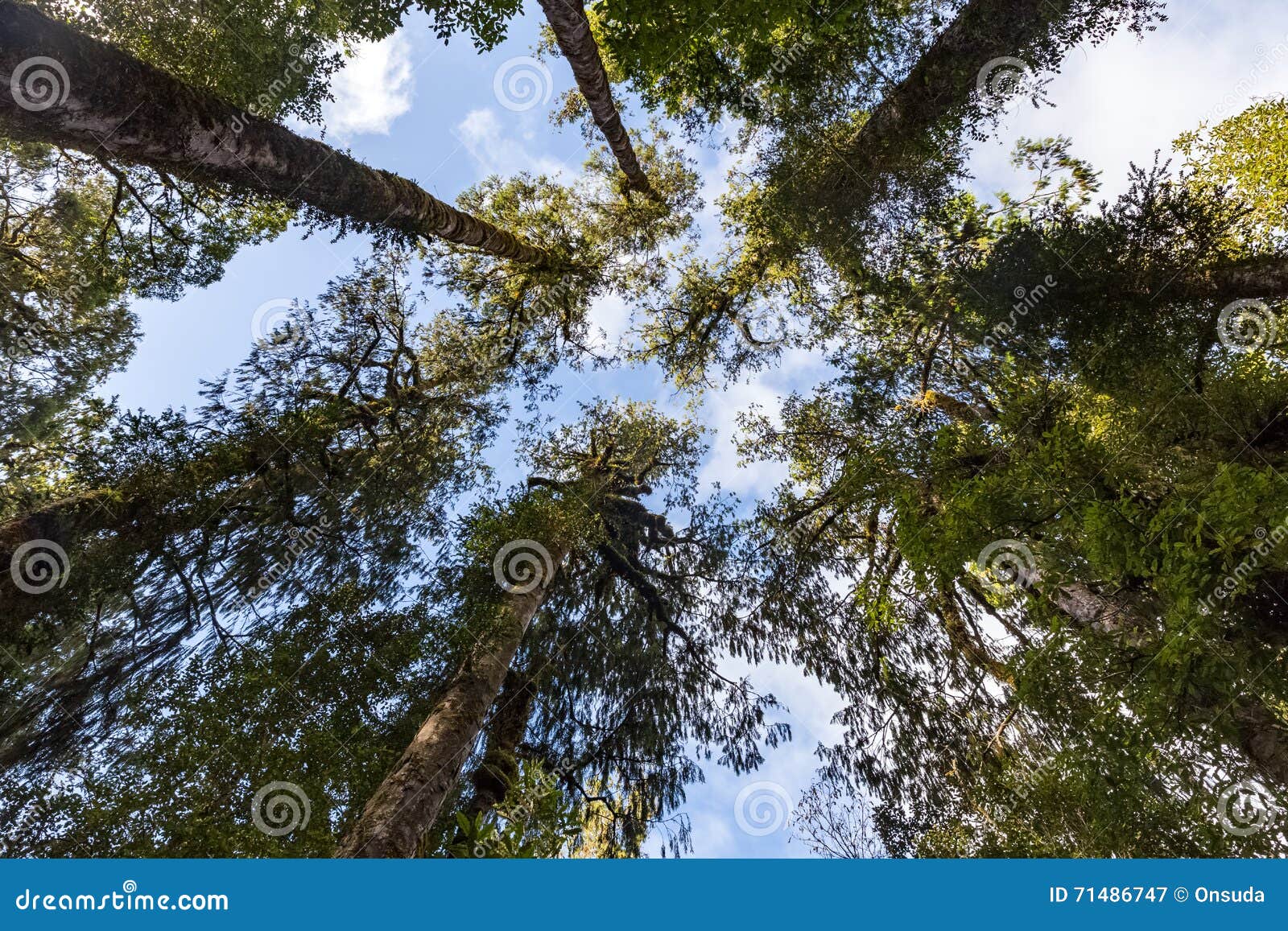 High tree in forest stock image. Image of ecosystem, magnificence ...