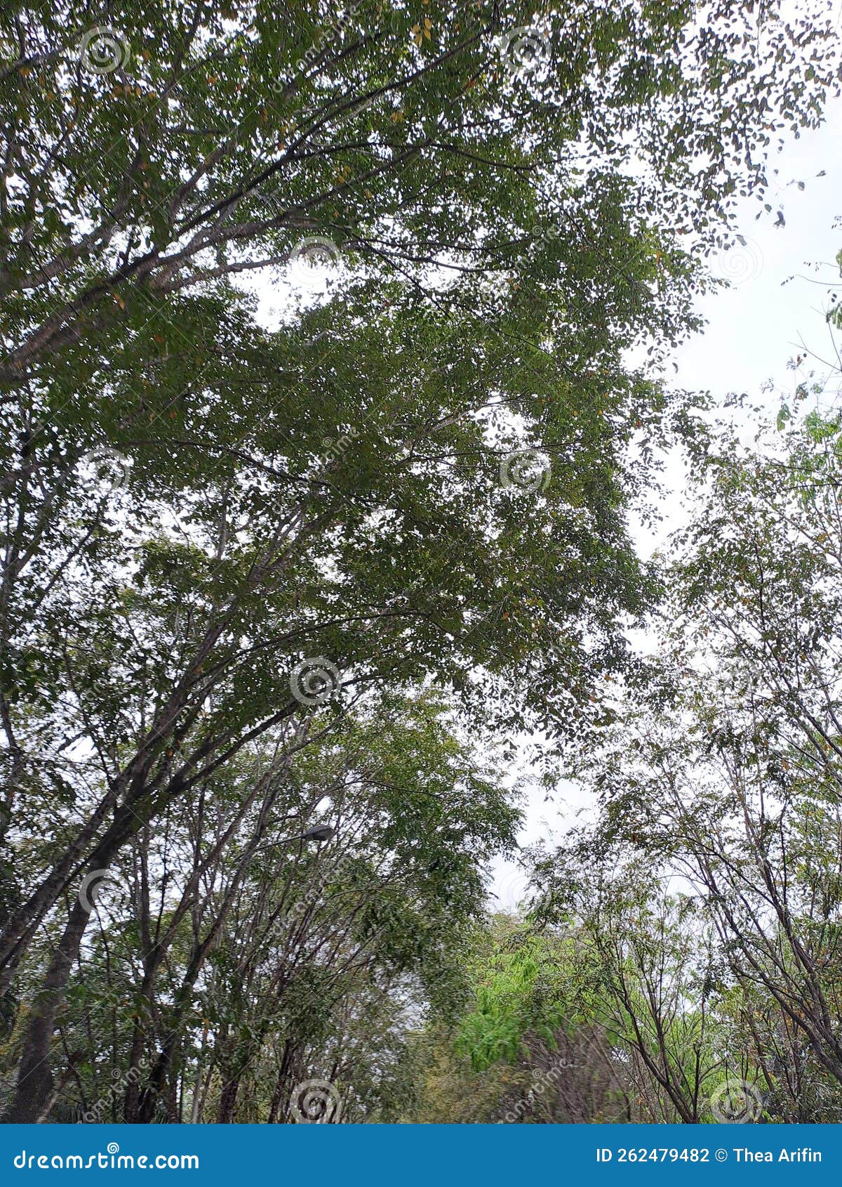 High Tree in the Forest and Blue Sky Stock Photo - Image of flower ...