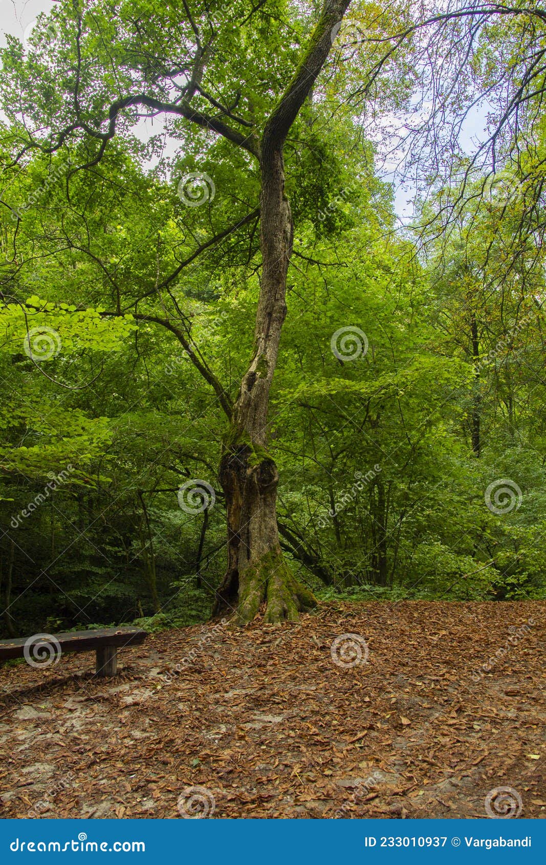 High tree in the forest stock image. Image of nature - 233010937