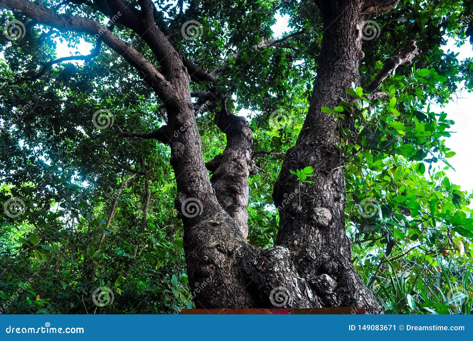 High Tree in the Forest stock image. Image of green - 149083671