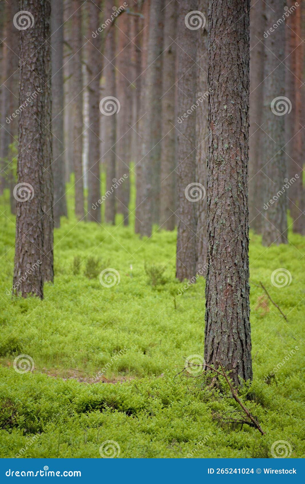 High Tree Forest with Vibrant Grass, Vertical Stock Photo - Image of ...