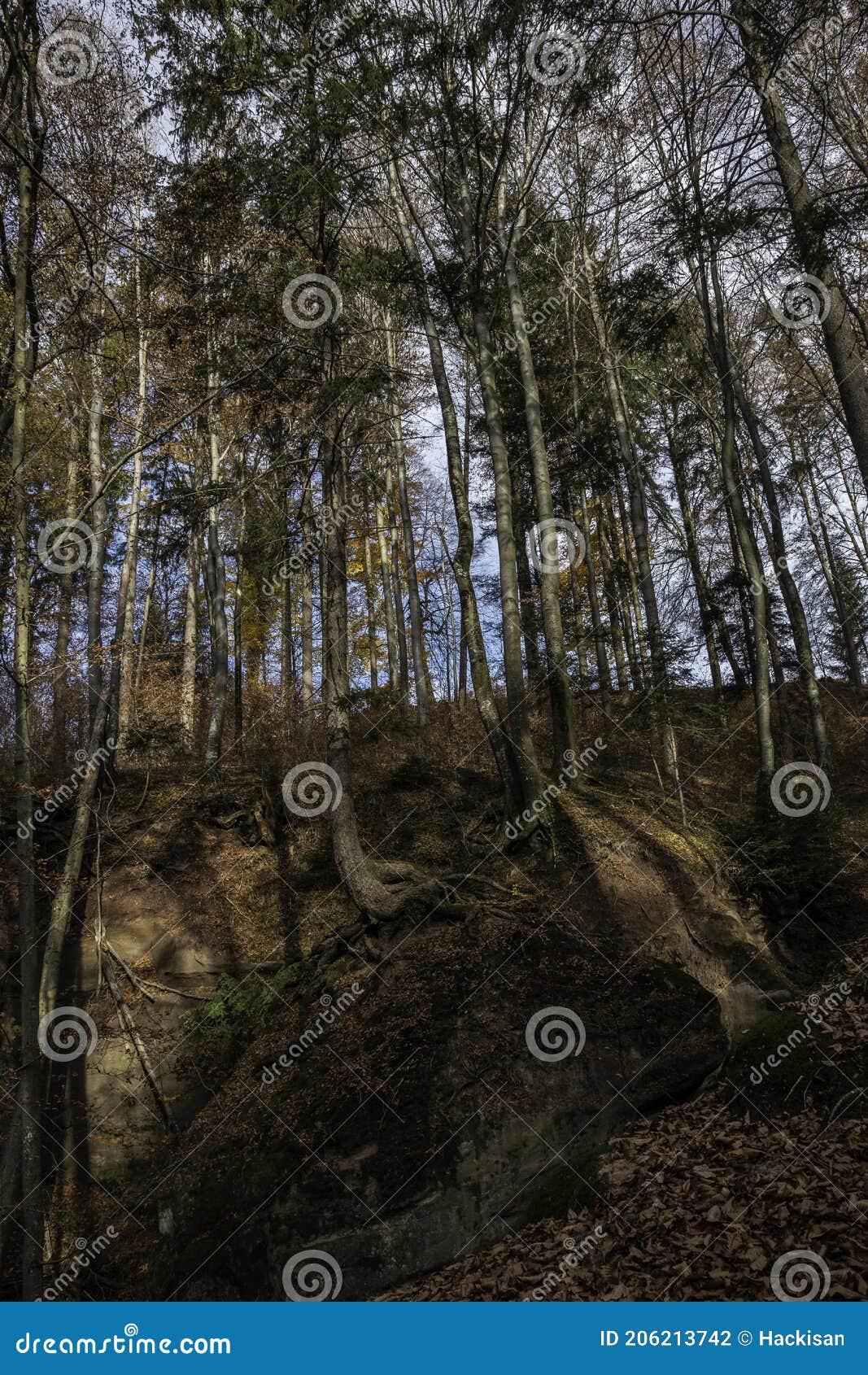 A High Tree Growing on a Huge Rock Stock Photo - Image of force, woods ...