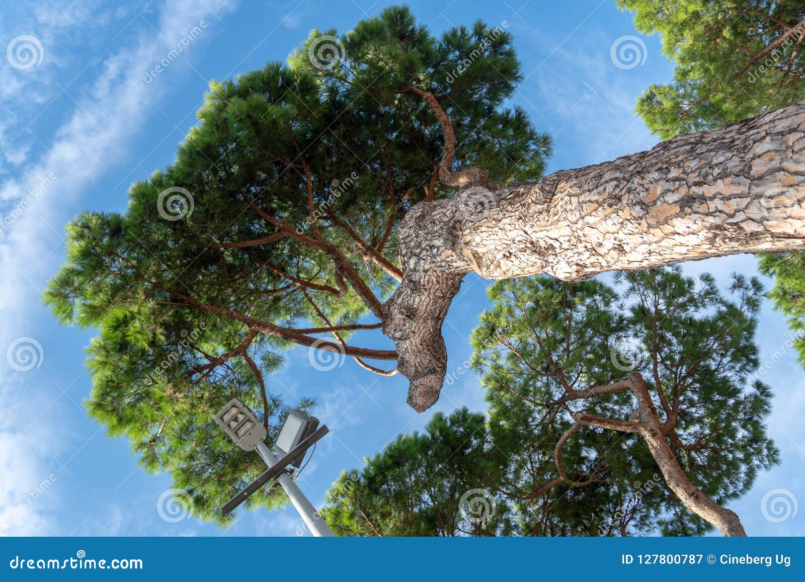 High tree stock image. Image of environmental, botanic - 127800787