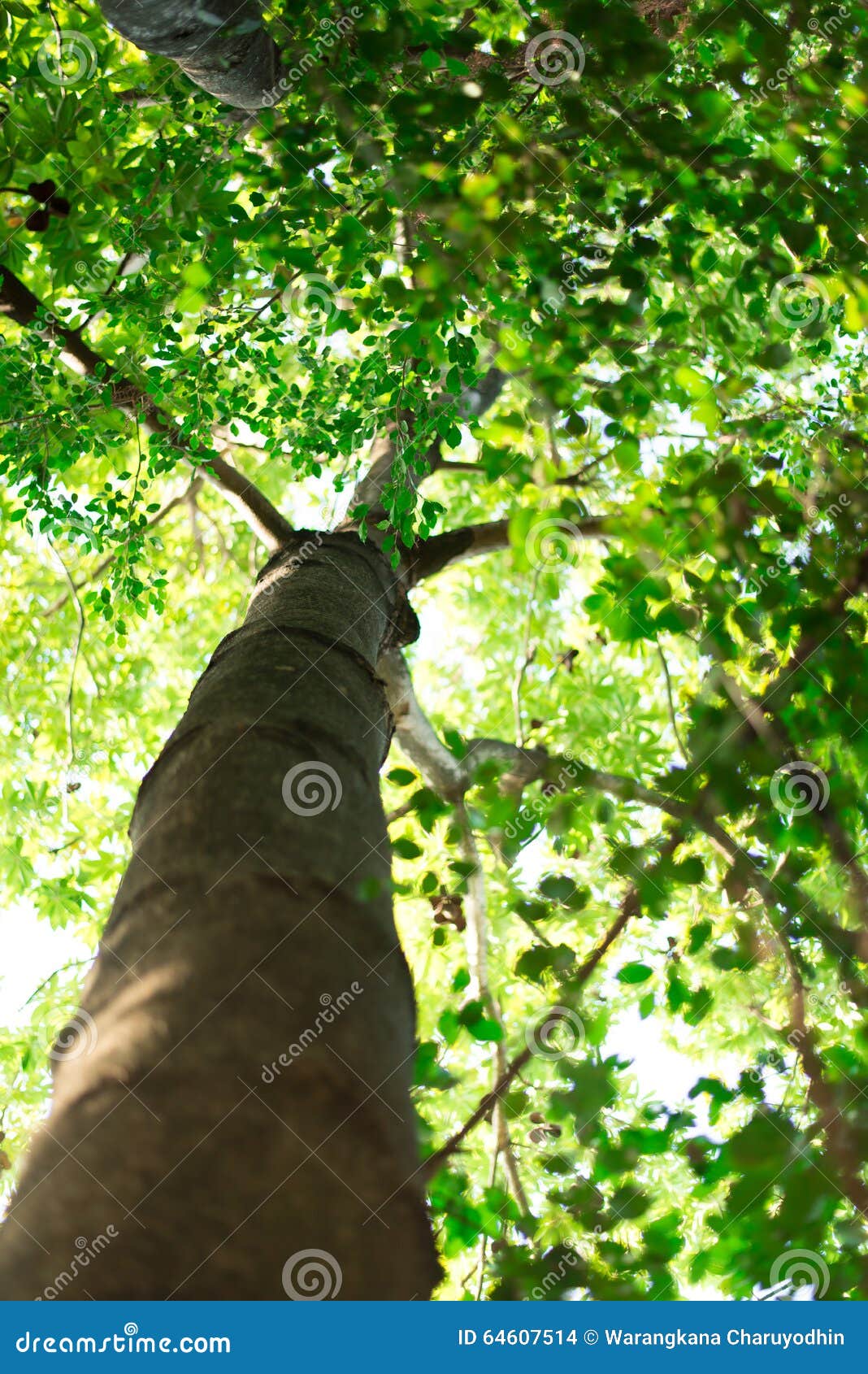 High tree in the park stock photo. Image of leaf, color - 64607514