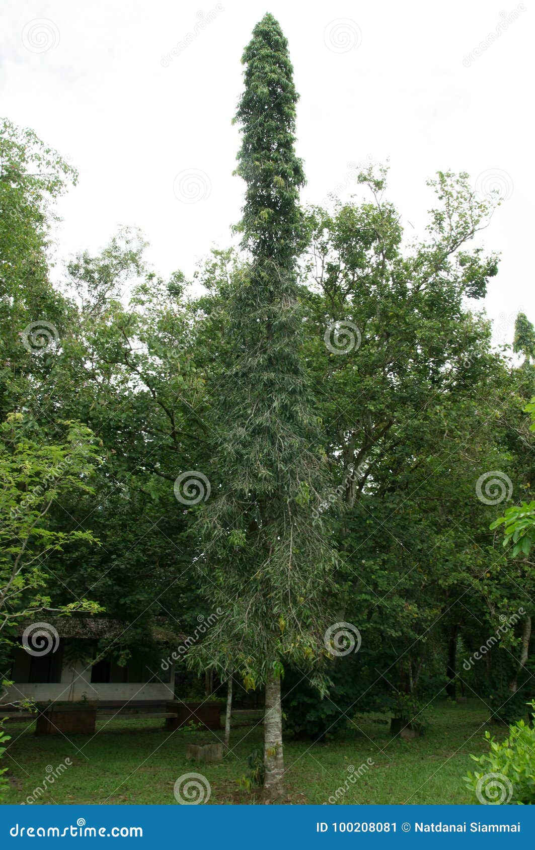 High tree stock image. Image of country, countryside - 100208081
