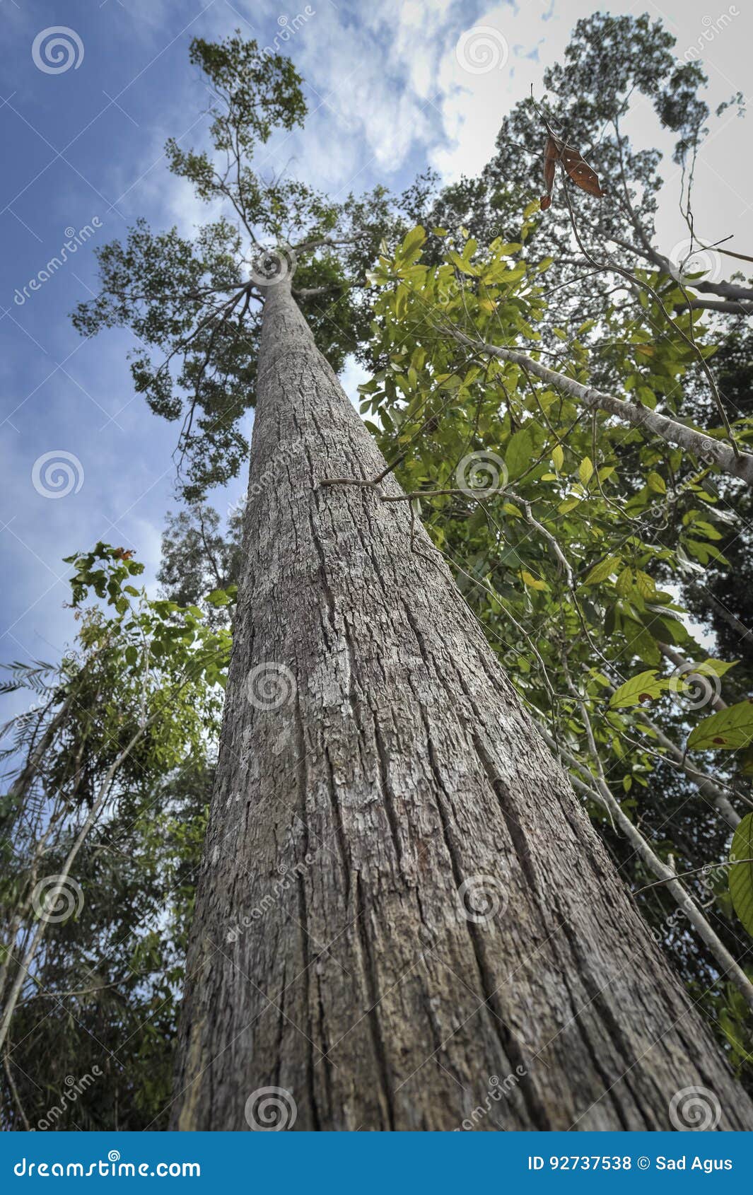 High Fir Tree - View From Below. A Huge And Tall Tree With Long Green ...