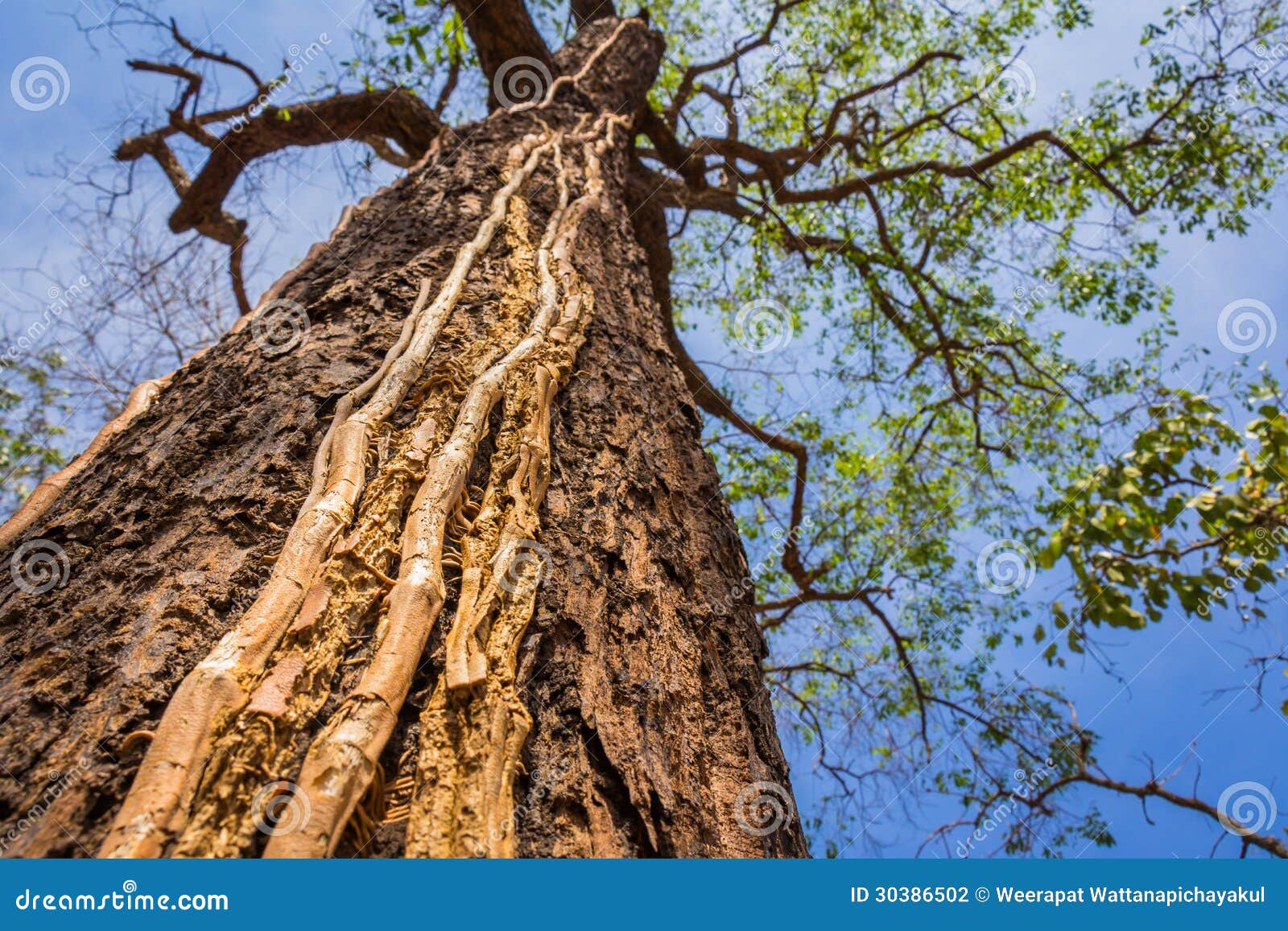 High tree stock photo. Image of environmental, sunlight - 30386502