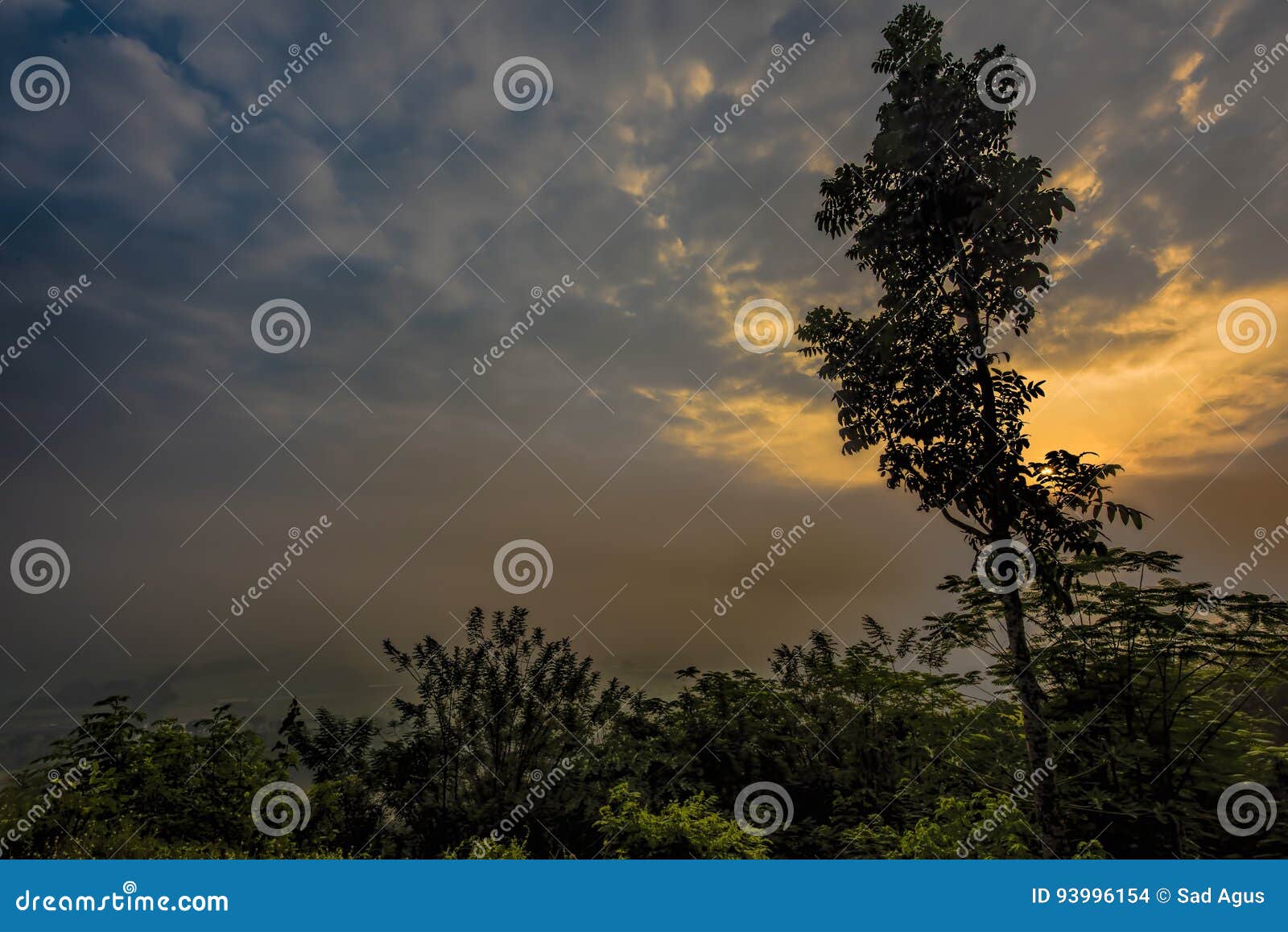 High tree stock photo. Image of longexposure, clouds - 93996154