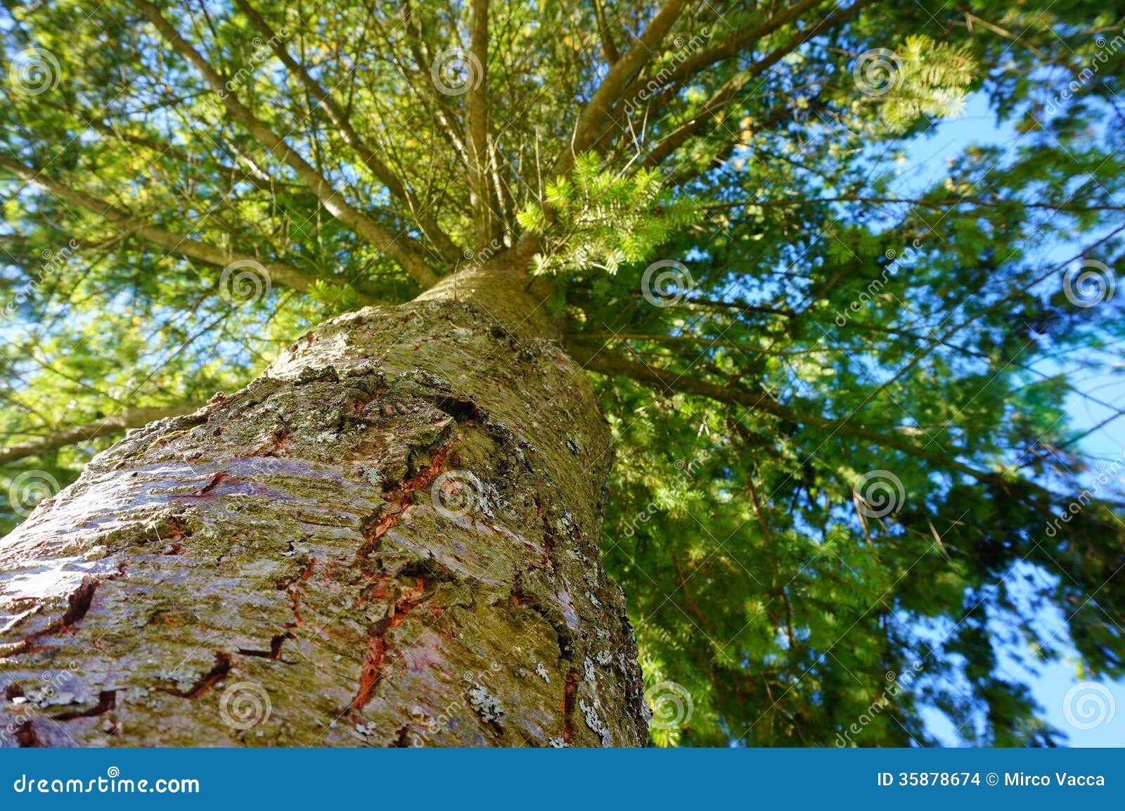 High tree stock photo. Image of branch, trunk, birch - 35878674