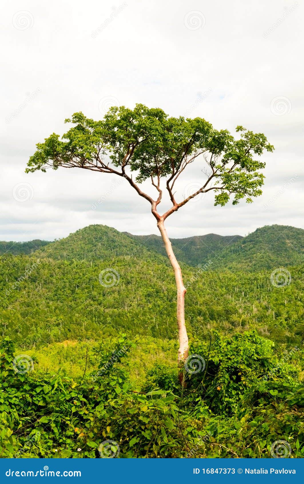 High Tree in Tropical Jungle Stock Image - Image of valley, vinales ...