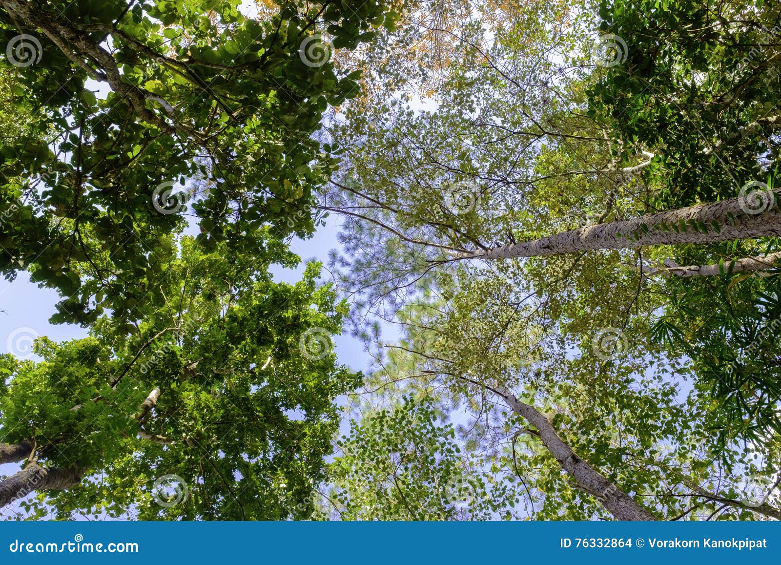 High tree up to the sky stock photo. Image of garden - 76332864