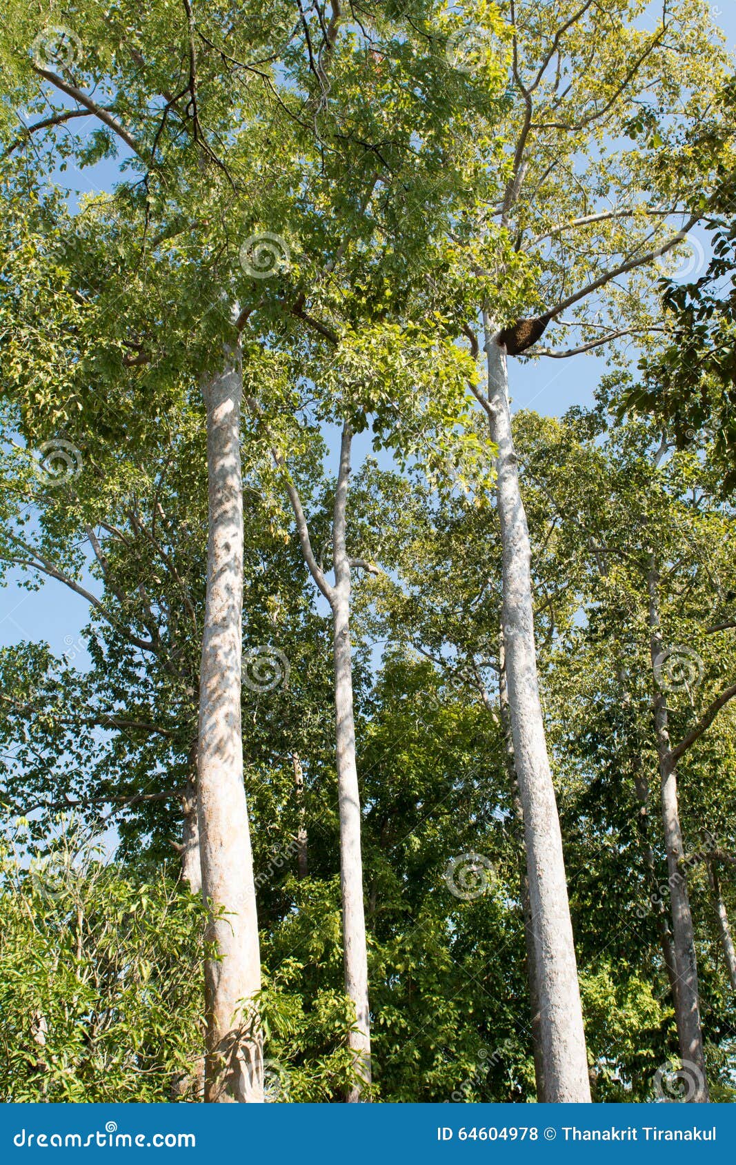 The high tree stock photo. Image of forest, tree, bumblebee - 64604978