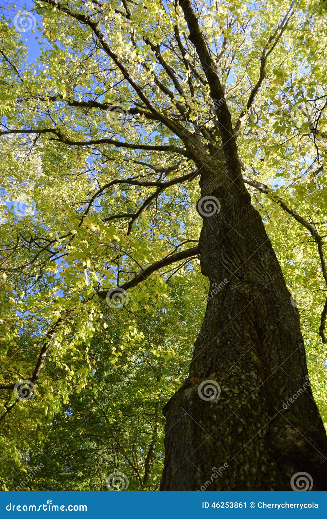 A high tree stock image. Image of photosynthesis, huge - 46253861