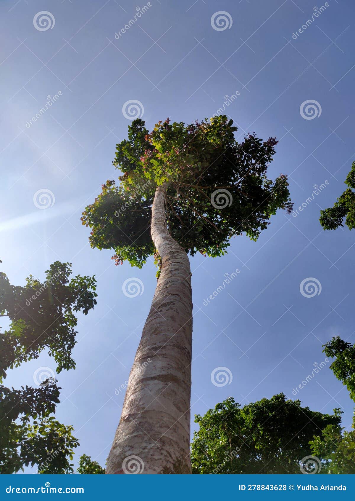 A High Tree View from Bottom Stock Photo - Image of view, tree: 278843628