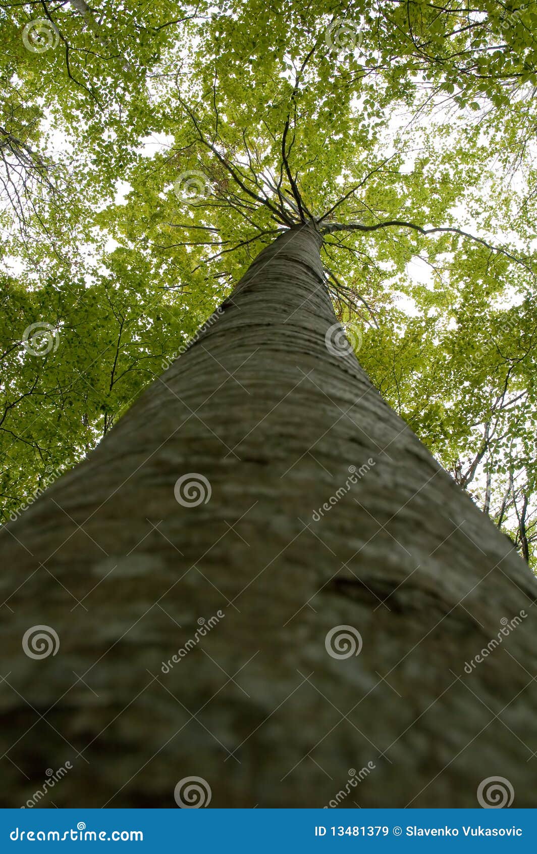 High Tree from Virgin Forest Stock Image - Image of wood, focus: 13481379