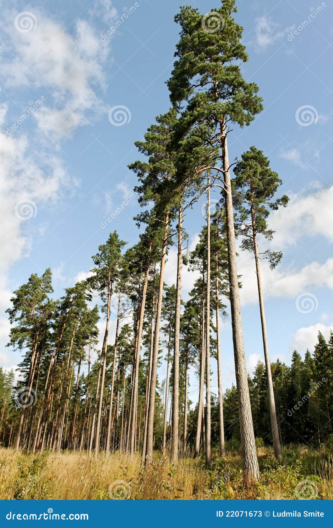 High trees. stock image. Image of trunk, cloudscape, coniferous - 22071673