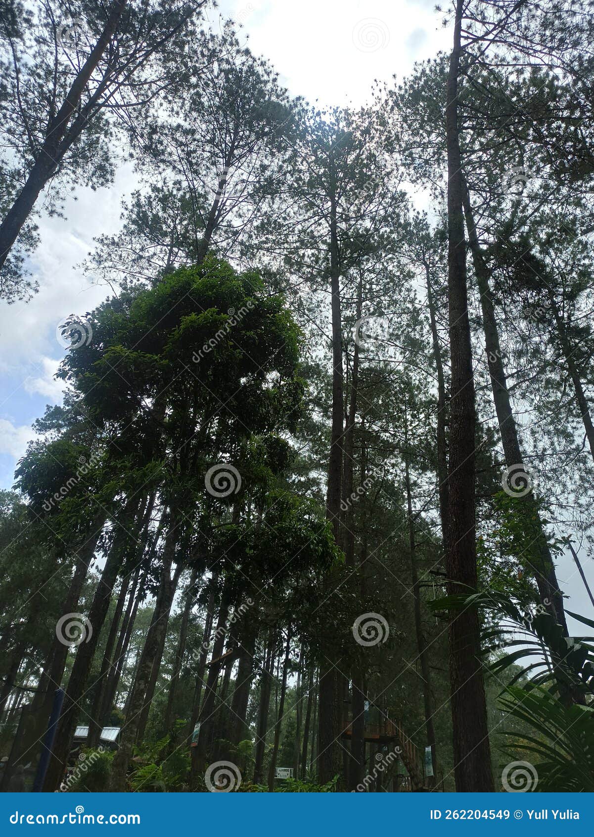 The high trees stock image. Image of nature, trees, high - 262204549