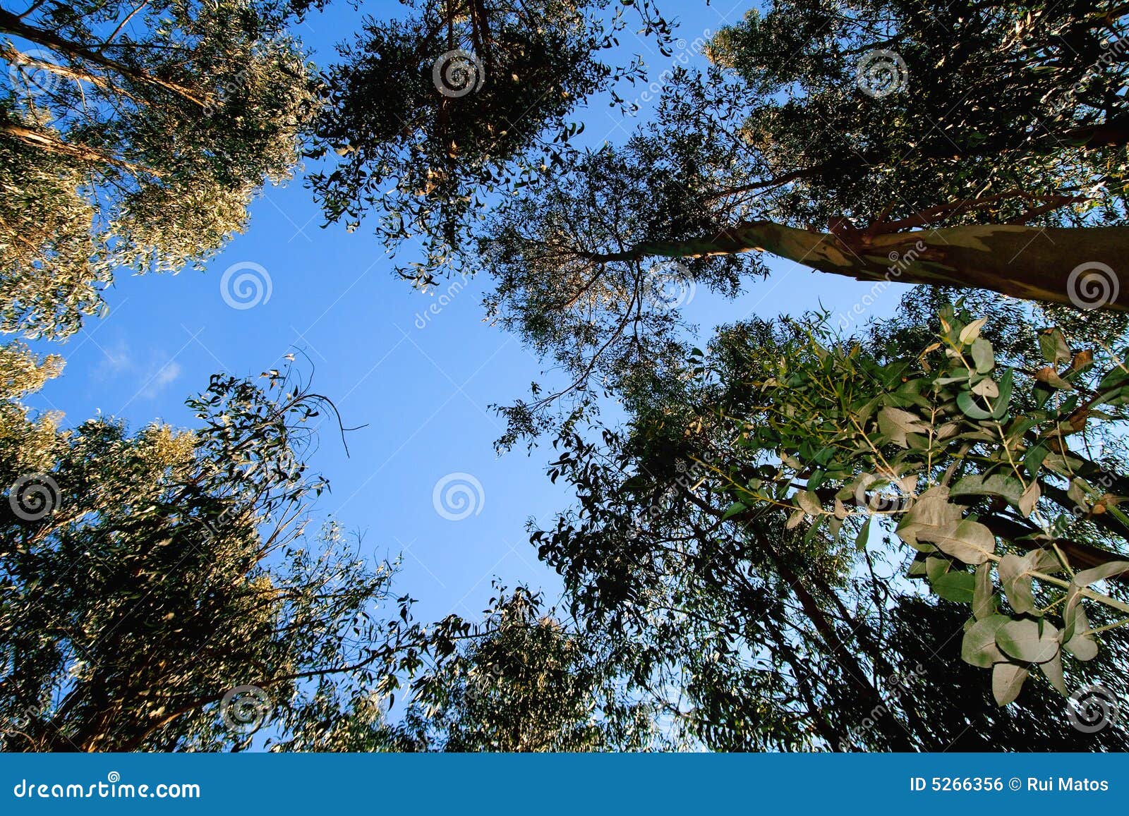 High trees stock photo. Image of nature, flora, blue, wild - 5266356