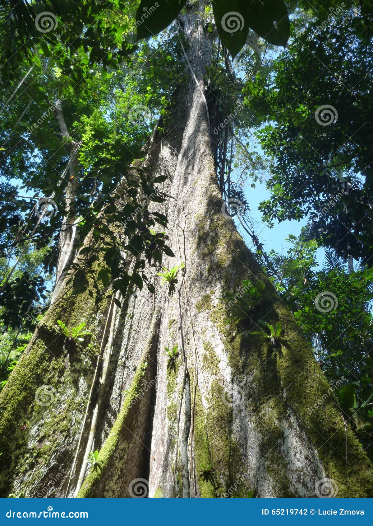 High Trees in a Deep Jungle Stock Photo - Image of grass, canopy: 65219742