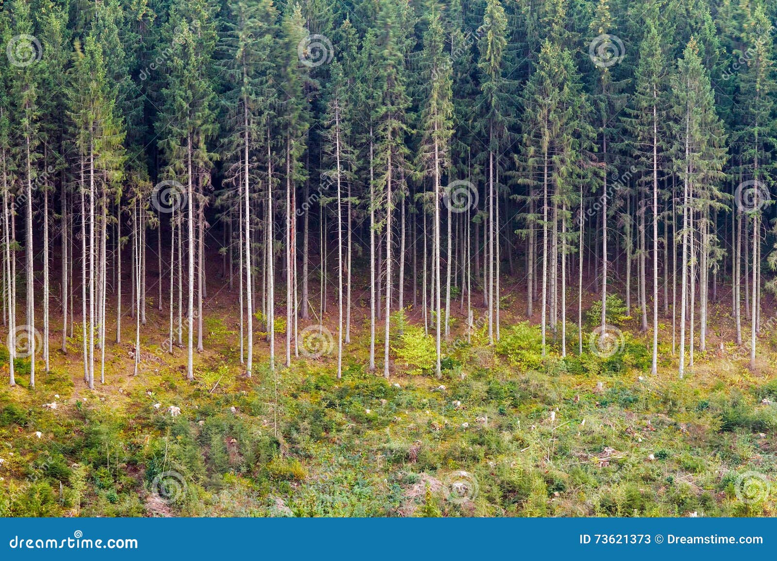 High trees stock image. Image of lines, landscape, high - 73621373