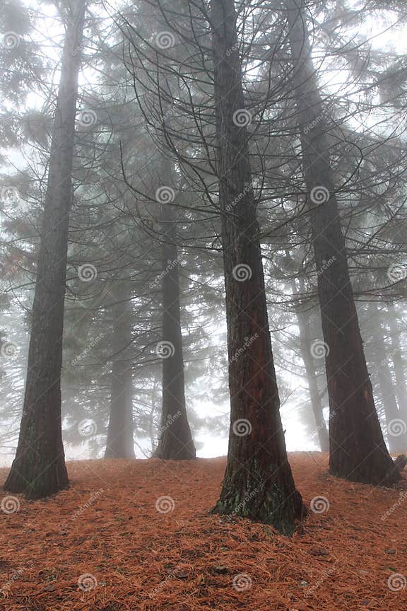 High trees in forest stock image. Image of mist, autumn - 12394399
