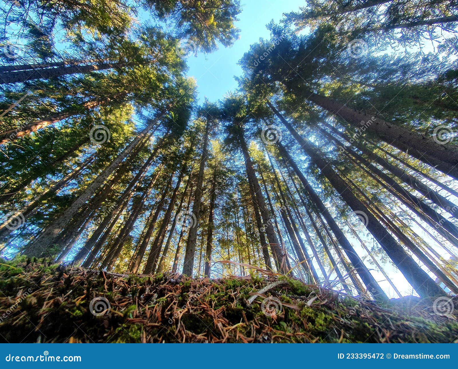 High trees in forest stock photo. Image of leaf, garden - 233395472