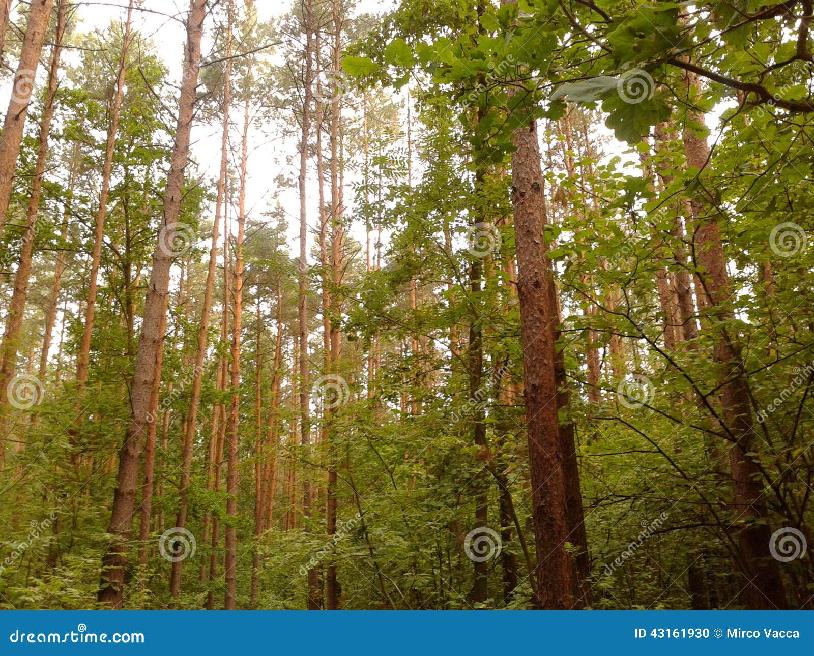 High trees stock photo. Image of high, nature, natural - 43161930