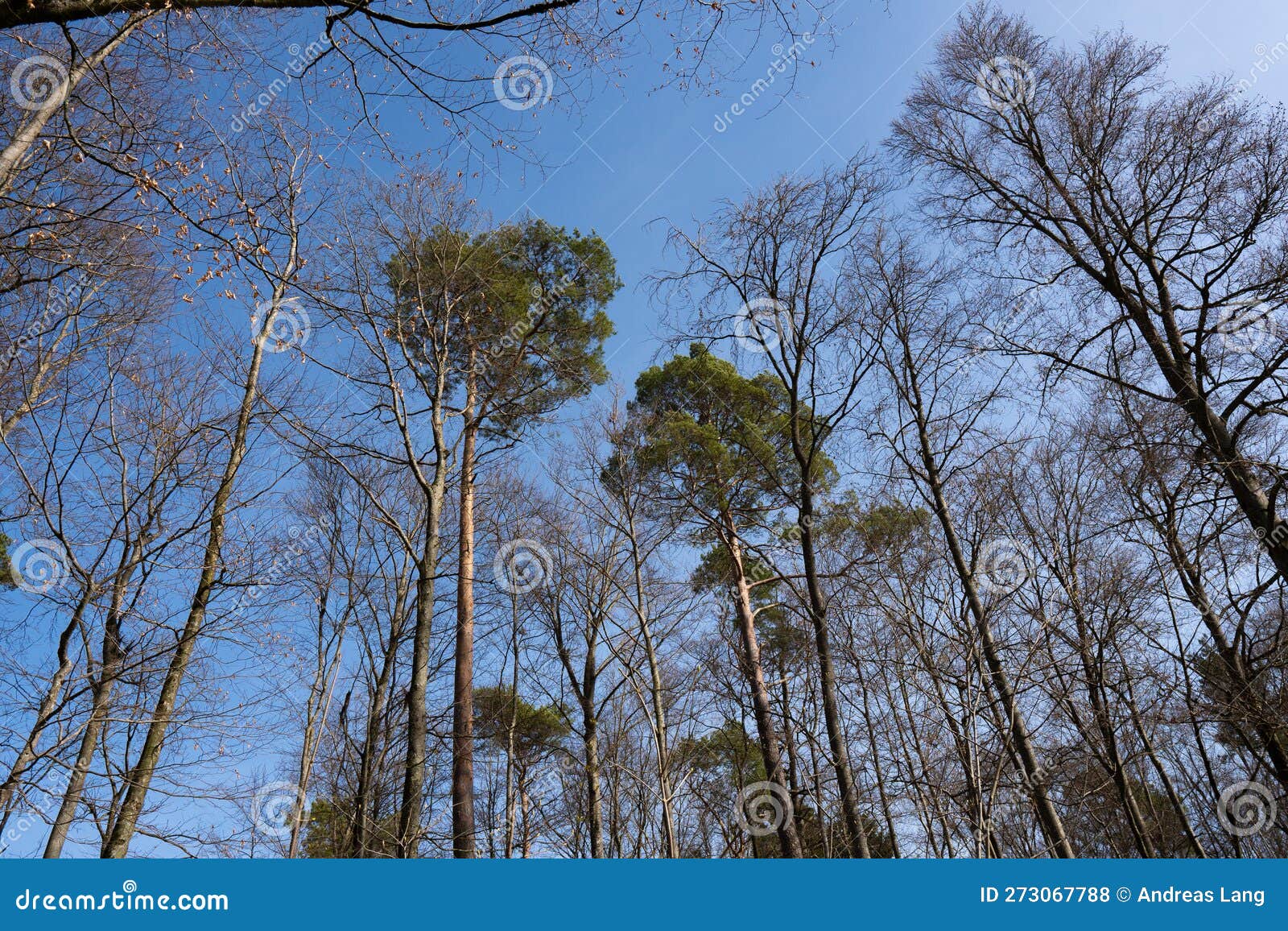 High Trees in the Forest with the Blue Sky Stock Photo - Image of ...