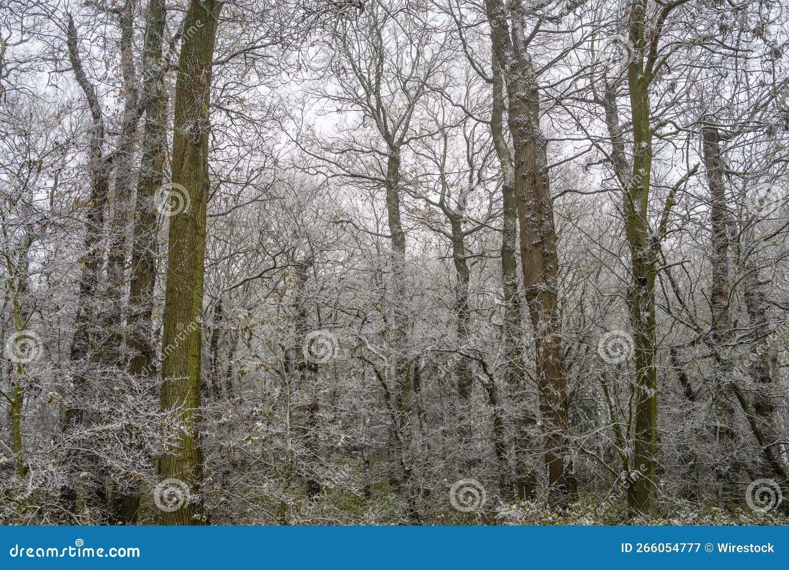 High Trees in a Forest Covered with Snow Stock Image - Image of nature ...