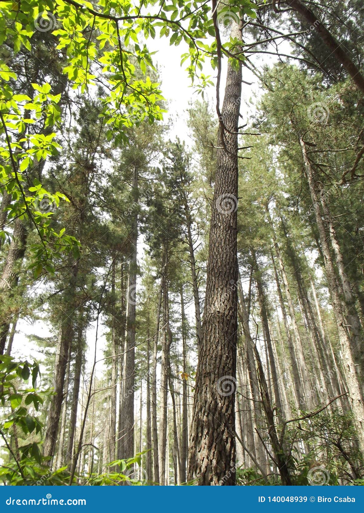 High trees in the forest stock image. Image of spring - 140048939