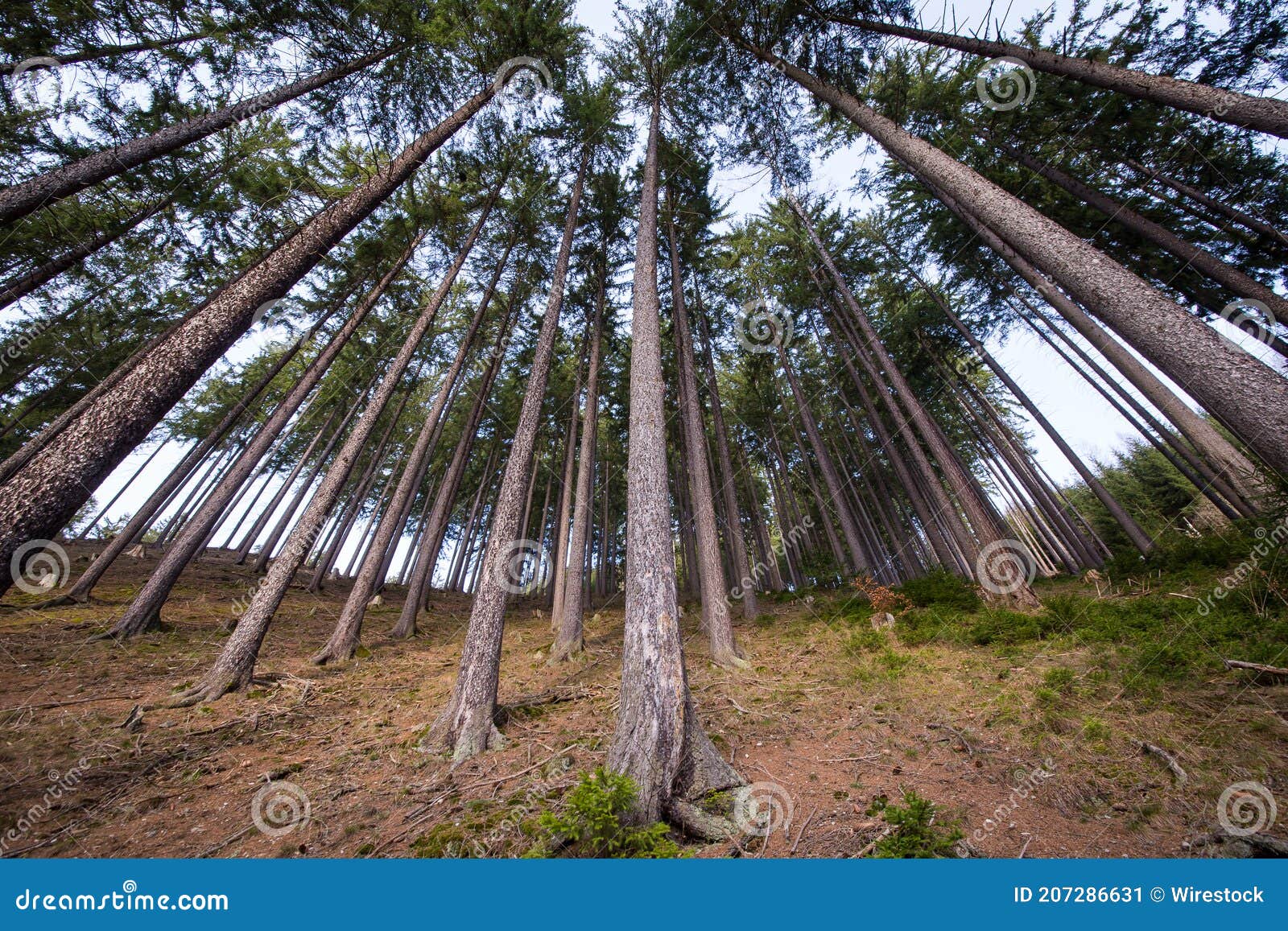 High trees in a forest stock image. Image of wooden - 207286631