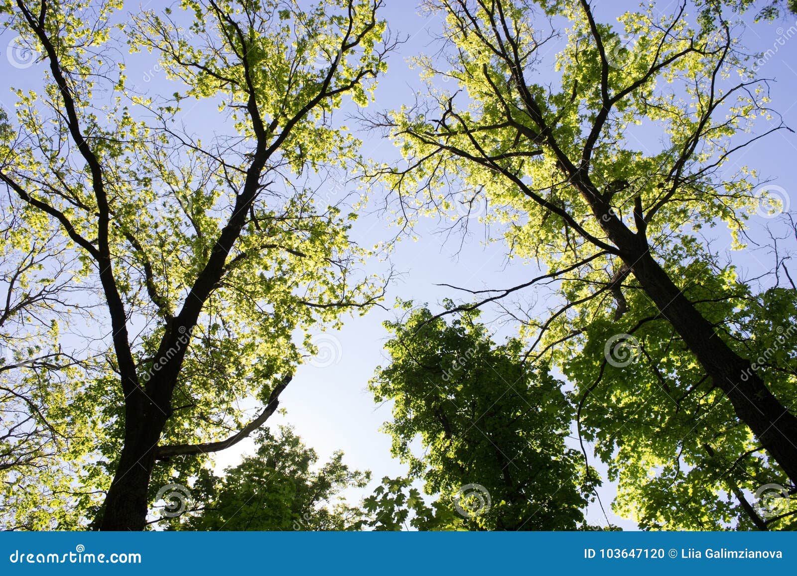 High trees in the forest stock photo. Image of tree - 103647120