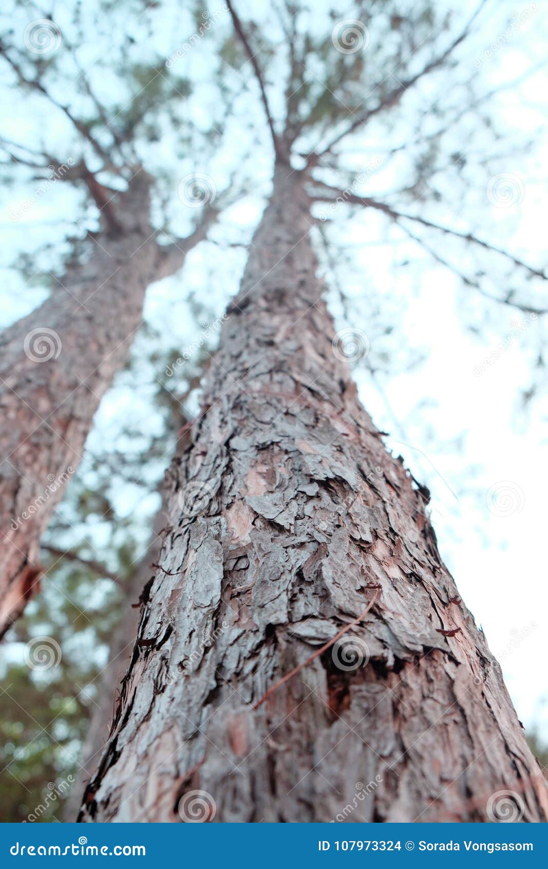 High trees in the forest stock photo. Image of winter - 107973324