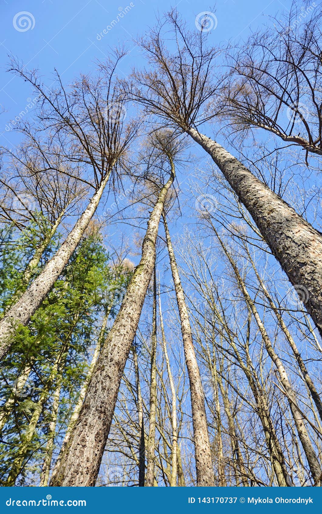 High trees in the forest stock image. Image of pine - 143170737