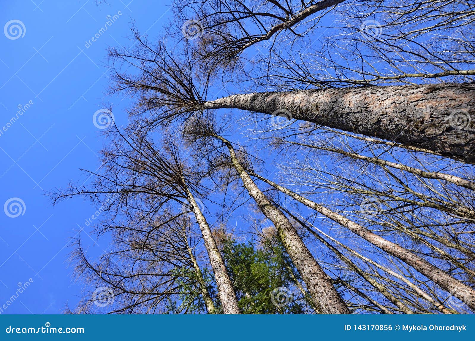 High trees in the forest stock photo. Image of pattern - 143170856